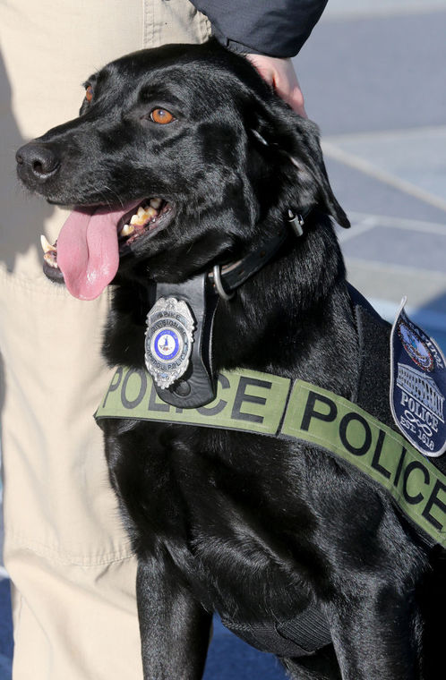 K-9